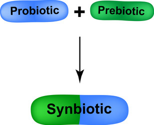 Probiotic Benefits Infographic Royalty Free Vector Image