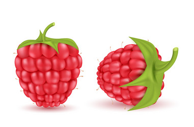Realistic red raspberries with green leaves Vector Image