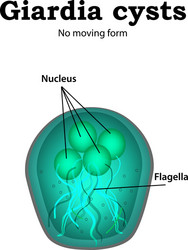 Structure of giardia Royalty Free Vector Image