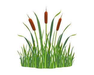 Reed Cartoon Vector Images (over 1,400)