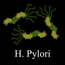 Structure of helicobacter pylori infographics Vector Image