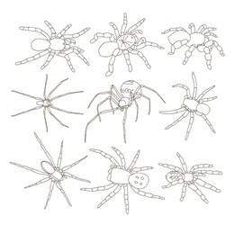 Spider Tattoo Spiders Vector Images (over 6,000)