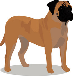Bullmastiff Cartoon Vector Images (51)