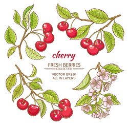 Set of cherry branches Royalty Free Vector Image