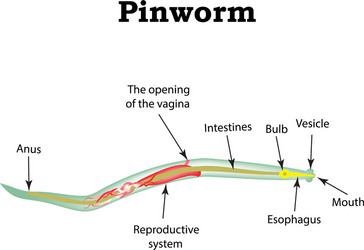 Pinworm Vector Images (over 220)