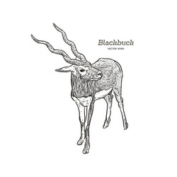 Antelope series blackbuck Royalty Free Vector Image