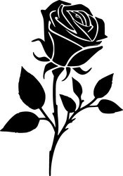 Black rose cut out Royalty Free Vector Image - VectorStock