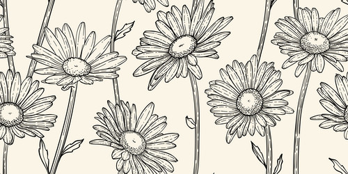 Hand drawn doodle scribble floral plants camomile Vector Image