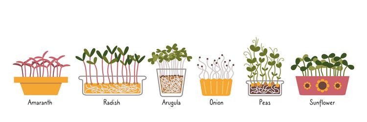 Microgreens Vector Images (over 1,100)