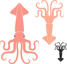 Squid Vector Images (over 17,000)