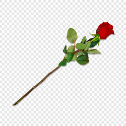 Long Stem Rose Vector Images (over 130)