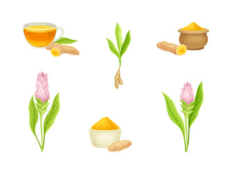 Curcuma Vector Images (over 830)