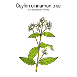 Ceylon cinnamon tree cinnamomum verum spice Vector Image