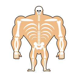Human structure skeleton men construction Vector Image