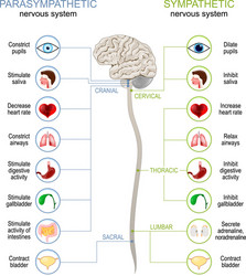 Sympathetic and parasympathetic nervous system Vector Image