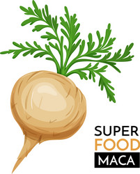 Maca Vector Images (over 200)