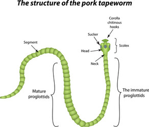 Tapeworm Labeled Diagram