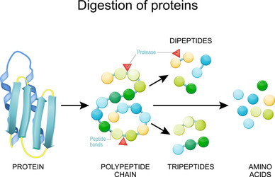 Protein digestion enzymes proteases Royalty Free Vector