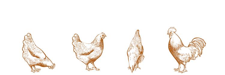 Poultry Vector Images (over 46,000)