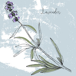 Lavender branch etched botanical drawing lavanda Vector Image