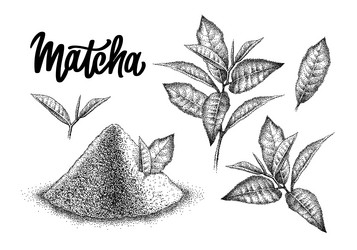 Matcha Sketch Vector Images (over 560)