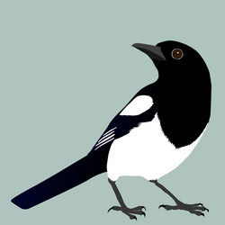 Magpie Royalty Free Vector Image - VectorStock