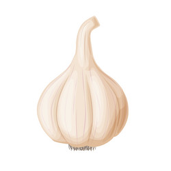Garlic in cartoon style vegetable from the garden Vector Image