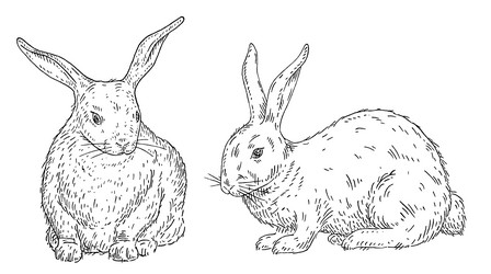 Rabbit Sitting Vector Images (over 5,700)