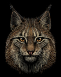 Grinning snout lynx with fangs hand-drawn Vector Image