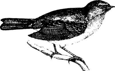 Robin Line Drawing Vector Images (over 450)