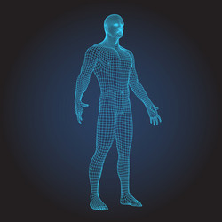 3d wireframe human body Royalty Free Vector Image