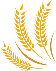 Agriculture wheat Royalty Free Vector Image - VectorStock