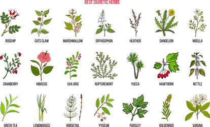 Diuretics Vector Images (over 100)