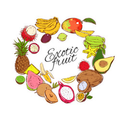 Sapota fruits set Royalty Free Vector Image - VectorStock
