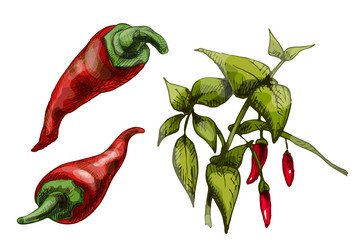 Chilli Drawing Vector Images (over 2,100)