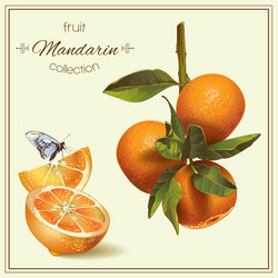 Mandarin Vector Images (over 12,000)