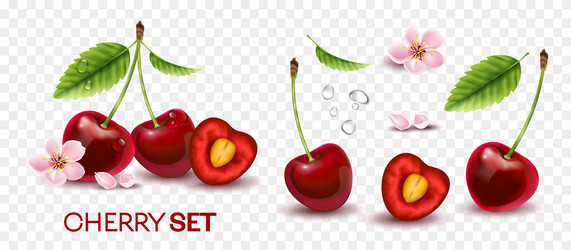 Cherry Vector Images (over 140,000)
