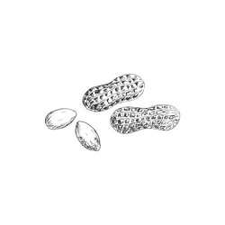 Peanuts in Shell Vector Images (over 2,100)