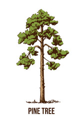 Scots pine Royalty Free Vector Image - VectorStock