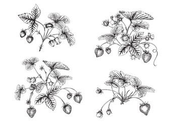 Strawberry branch with red berries clip art set Vector Image