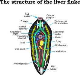 Liver Fluke Vector Images (29)