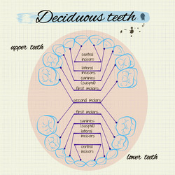 Teeth Color Chart Vector Images (50)