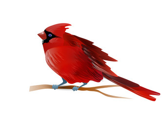 Cardinal Vector Images (over 4,400)