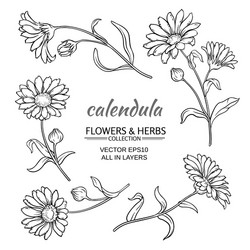 Set of drawing calendula flowers Royalty Free Vector Image