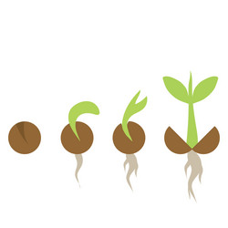 Phases of plant growth Royalty Free Vector Image