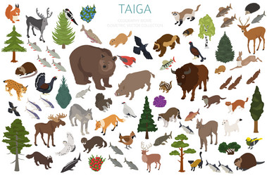 Taiga biome boreal snow forest terrestrial Vector Image