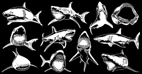 Graphical big set of sharks and jaws isolated Vector Image
