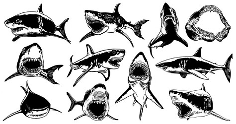 Graphical big set of sharks and jaws isolated Vector Image