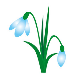Snowdrop Vector Images (over 4,500)