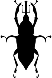 Weevil Vector Images (over 500)